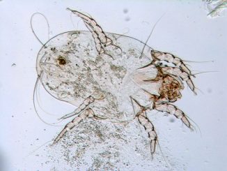 Lebensmittelschädlinge Bekämpfen - So Werden Sie Mehlmotten & Co ...
