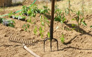 Tipps Für Sandige Böden